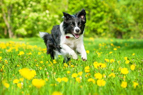 Adminor - Codeigniter Admin Panel Dashboard Template