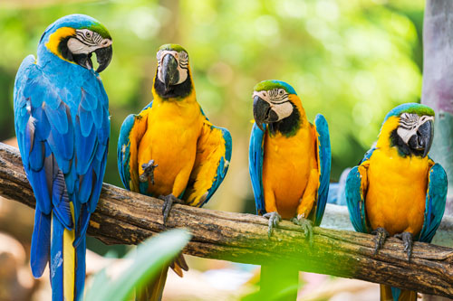 Adminor - Codeigniter Admin Panel Dashboard Template