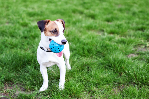 Adminor - Codeigniter Admin Panel Dashboard Template