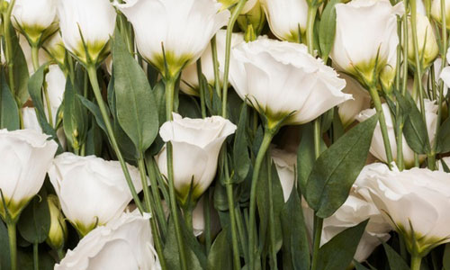 Adminor - Codeigniter Admin Panel Dashboard Template