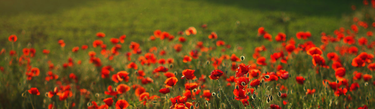 SCIFI - Codeigniter Bootstrap 5 Premium Admin & Dashboard Template