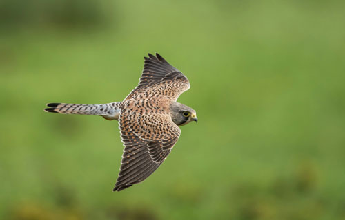 SCIFI - Codeigniter Bootstrap 5 Premium Admin & Dashboard Template