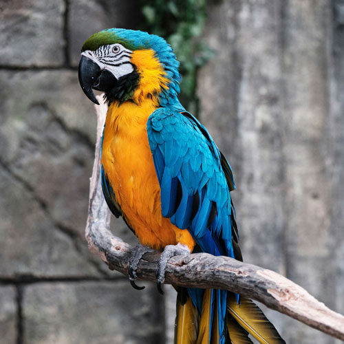 SCIFI - Codeigniter Bootstrap 5 Premium Admin & Dashboard Template